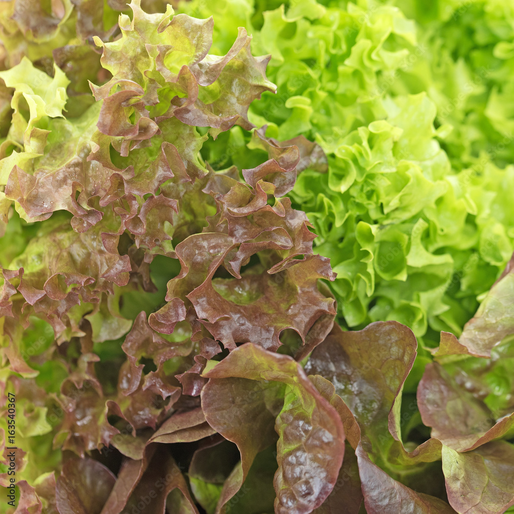 Salat, Lollo Rosso, Lollo Bionda, Eichblattsalat Stock-Foto | Adobe Stock