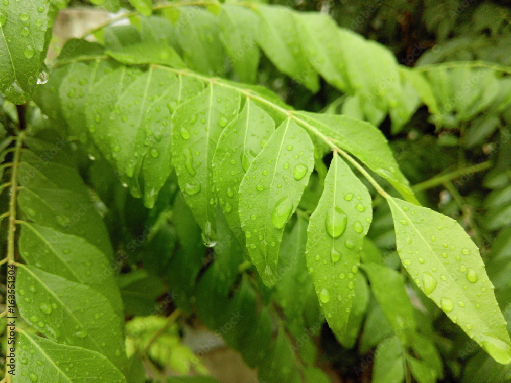 The Monsoon rain drops on the green flora of Indian subcontinent. The ...