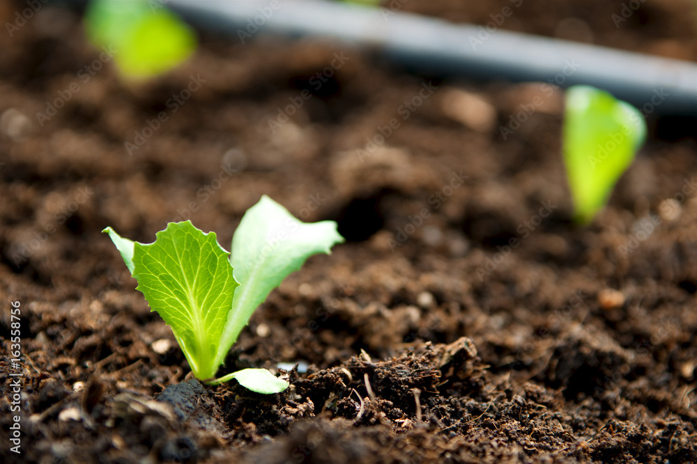 Young plant growing. Sprouting seeds in soil. Plant seeding. Close up ...