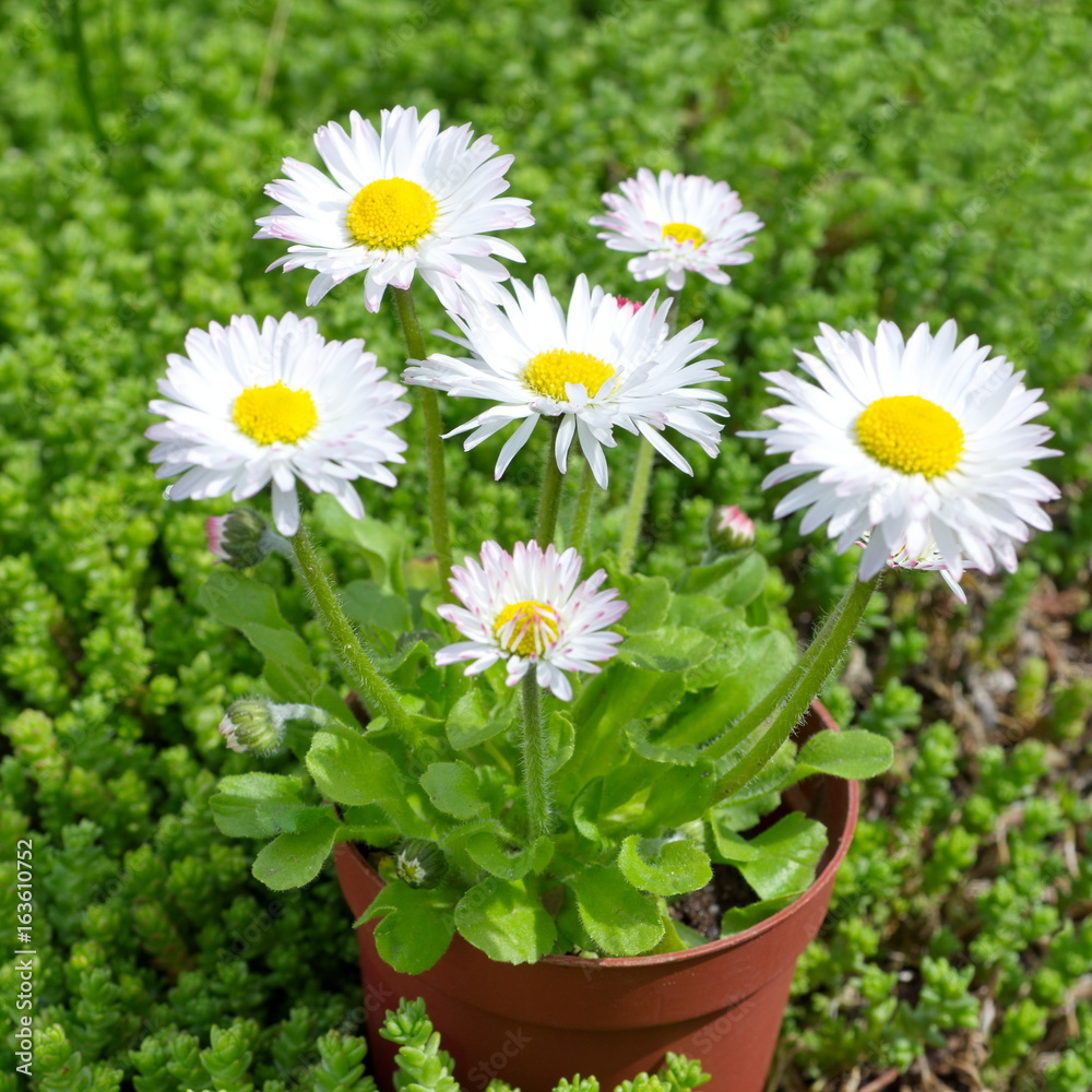 Perennial Daisy (lat. Bellis perennis) in pots on the background of the ...