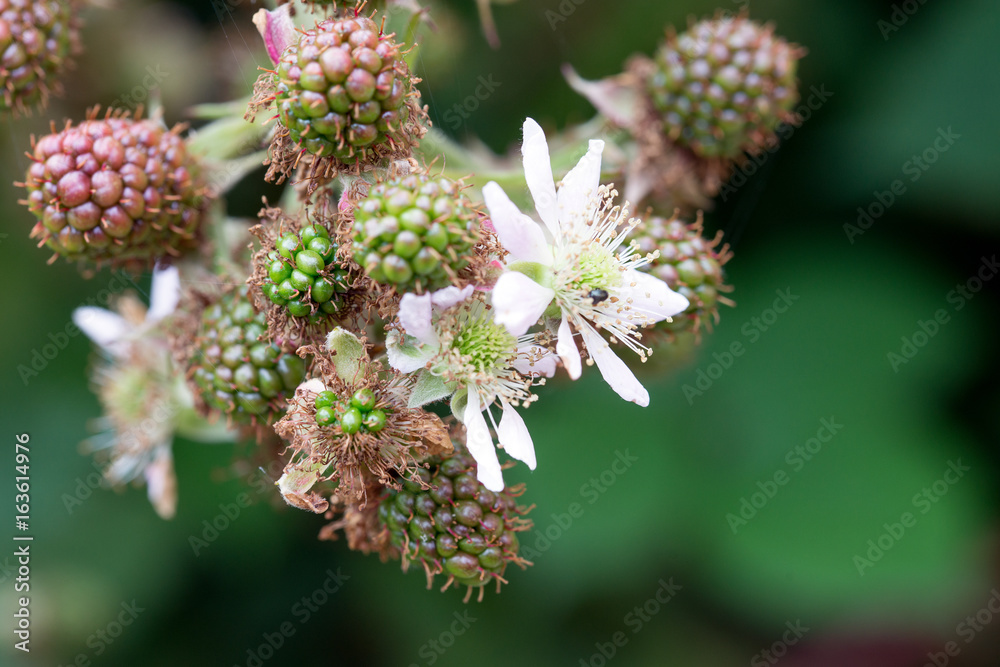 Brombeerstrauch / Brombeeren an einem Strauch in einem Garten foto de ...