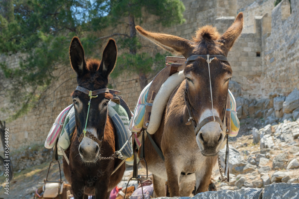 Two donkey at Lindos Acropolis. These donkeys used for to carry tourist ...