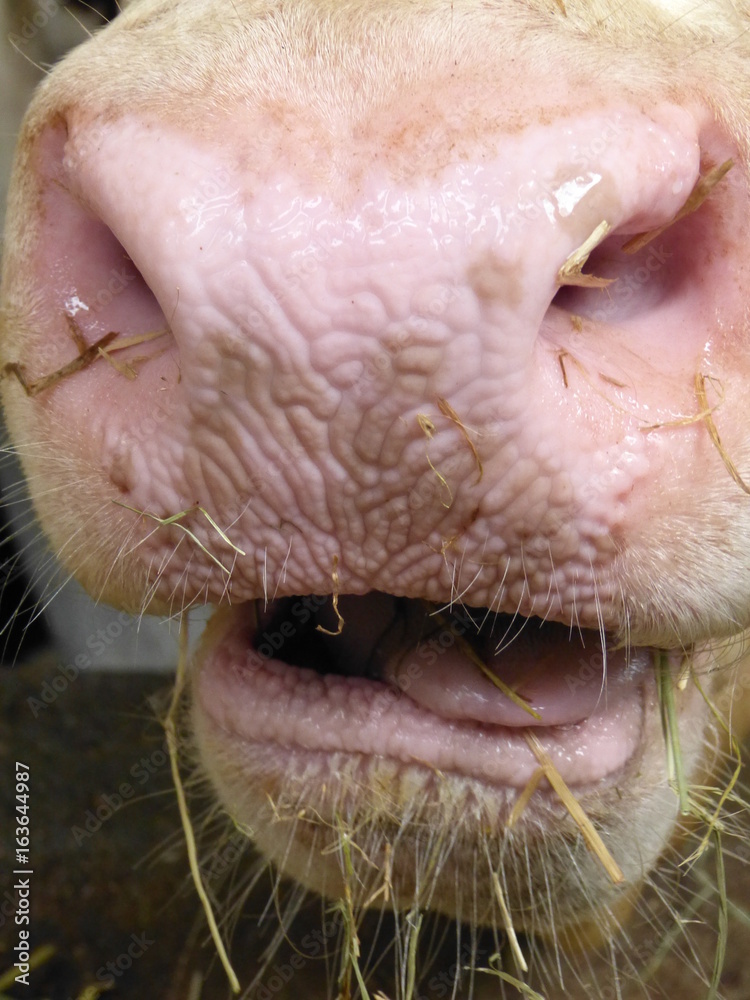 Foto de bulle kuh stall schauze nase makro zunge do Stock | Adobe Stock