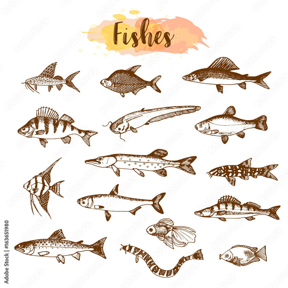 Fish sorts and types. Hand drawn vector illustrations. Lake fish in ...