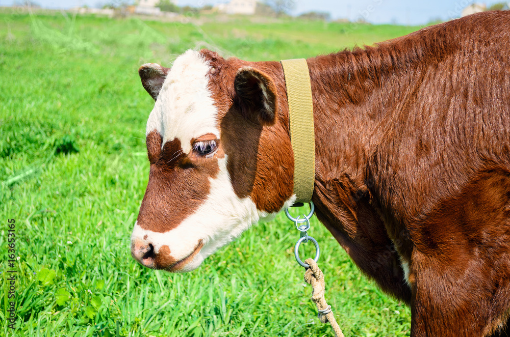Cow calf standing in a field with green grass. Farming concept. Calf ...