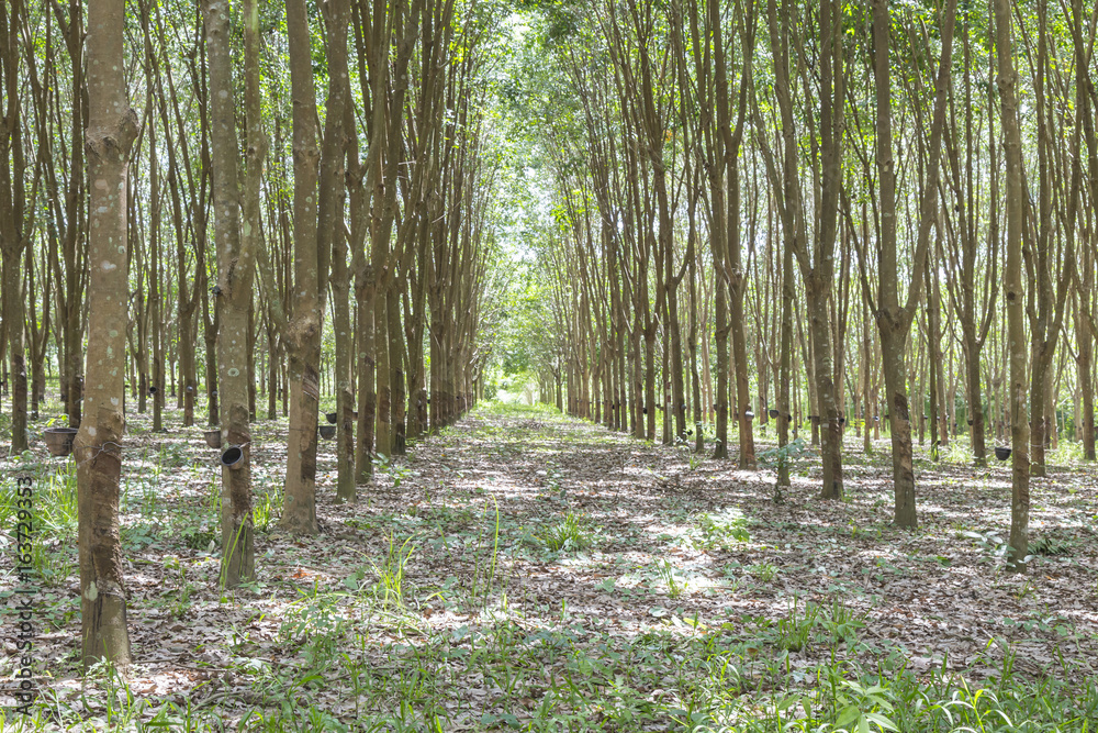 Row of tapped rubber tree or Hevea Brasiliensis with drops of natural ...