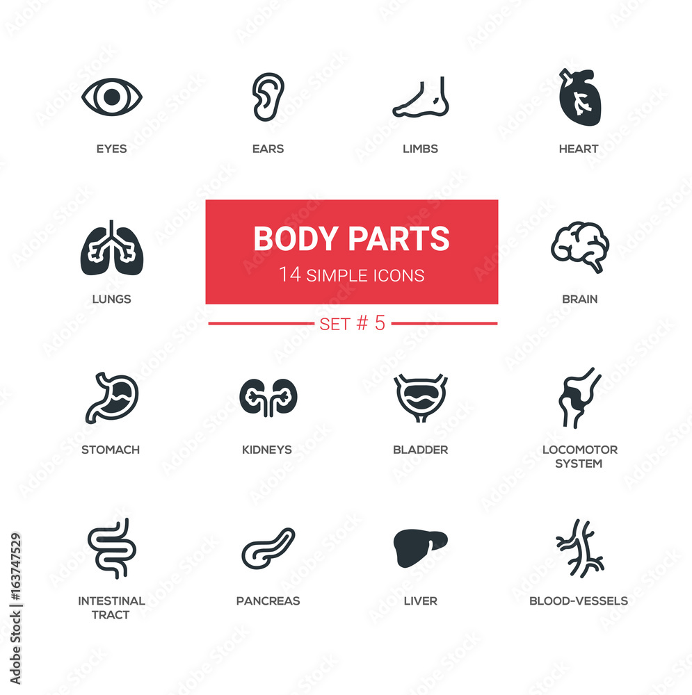 Body parts - Modern simple thin line design icons, pictograms set Stock ...