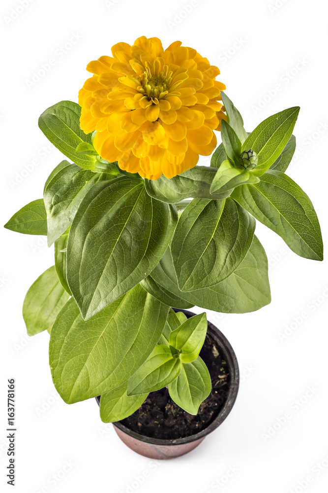 Zinnia Elegans Leaves