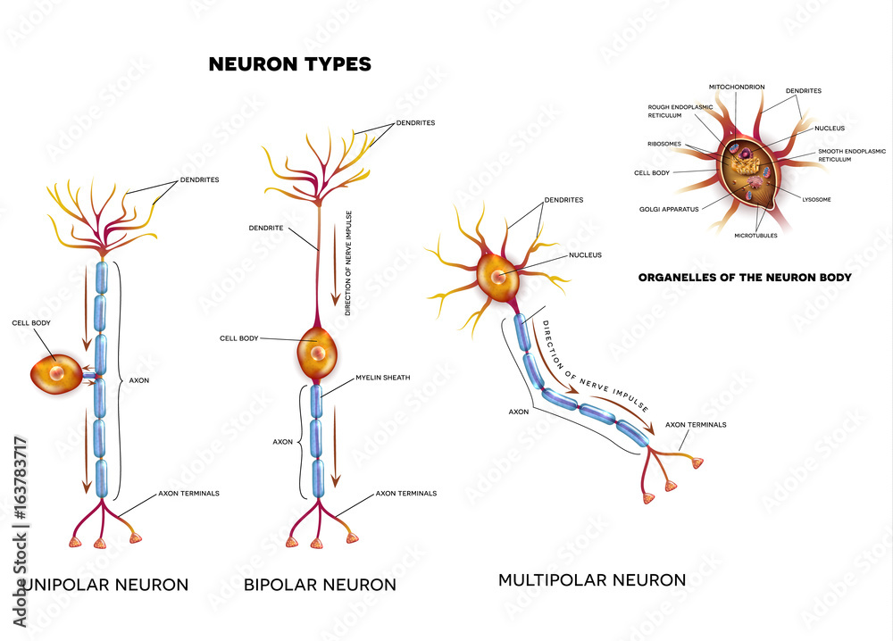 Nerve cell types and organelles of the cell body Close-up detailed ...