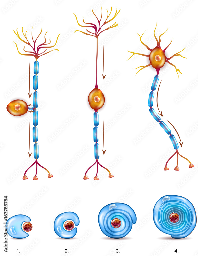 Nerve cell types and myelin sheath formation stages. A schwann cell ...