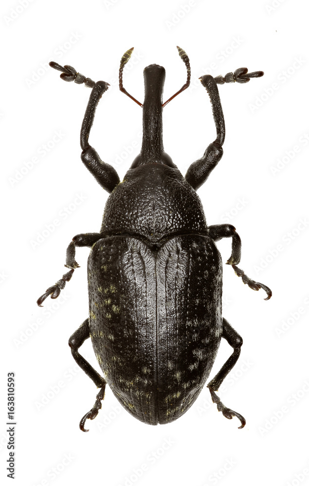 True Weevil Larinus on white Background - Larinus (Phyllonomeus ...