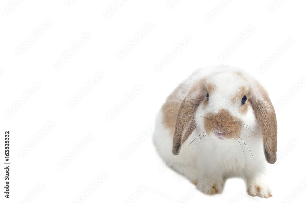 Cute rabbit mini lop on white background. Stock Photo | Adobe Stock