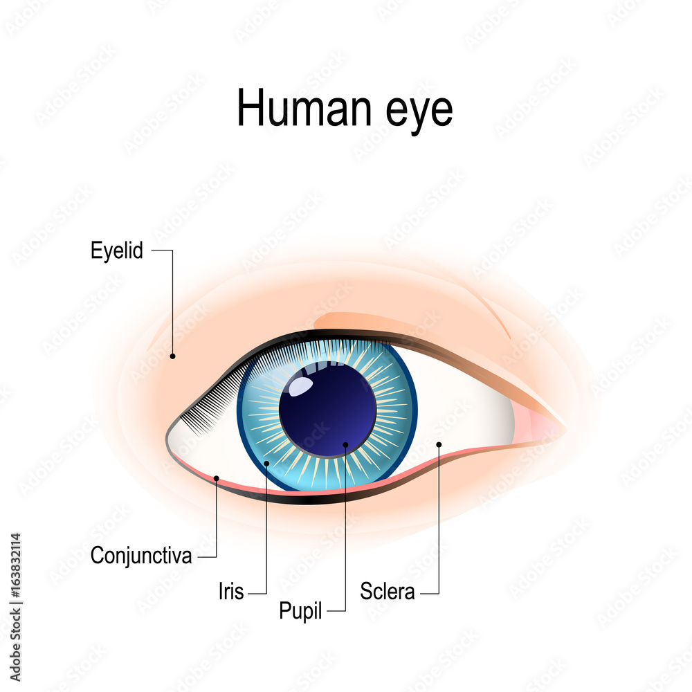 Anatomy of the human eye in front view Stock Vector | Adobe Stock