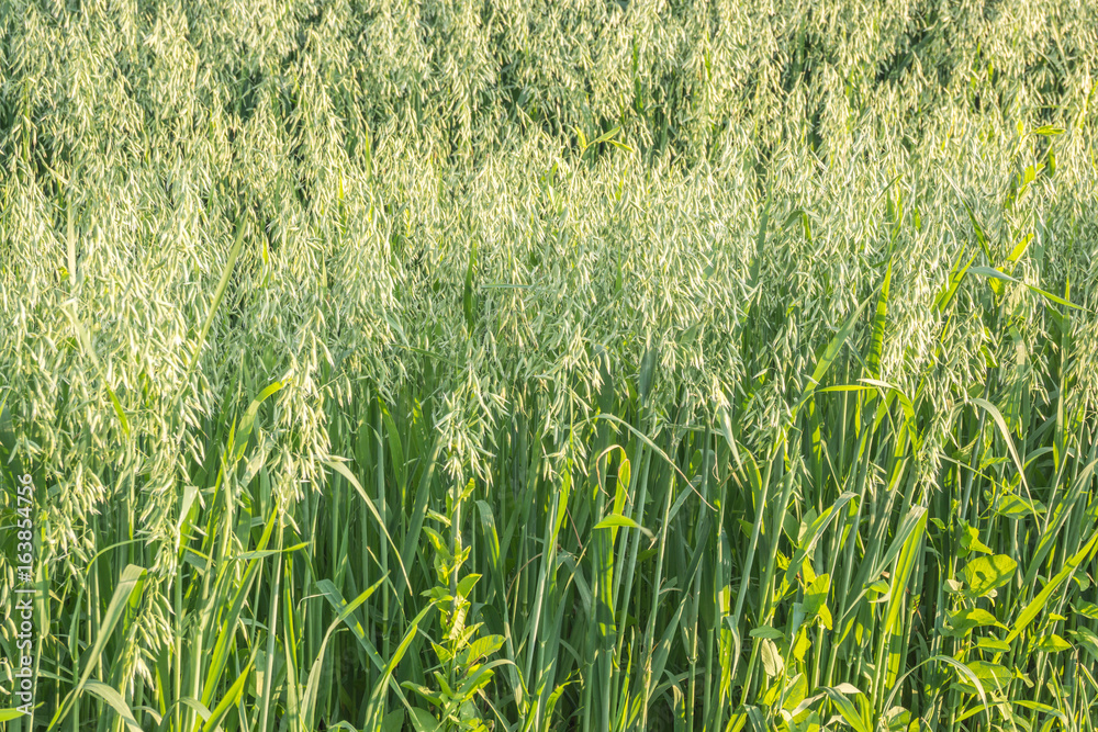 Hafer Stock-Foto | Adobe Stock