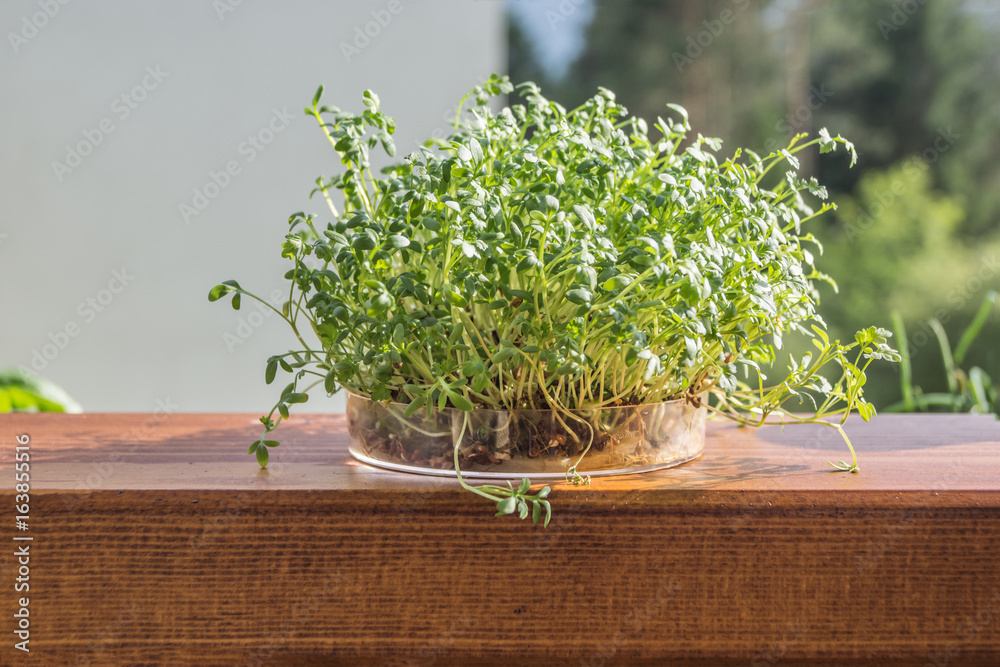 Kresse Stock Photo | Adobe Stock