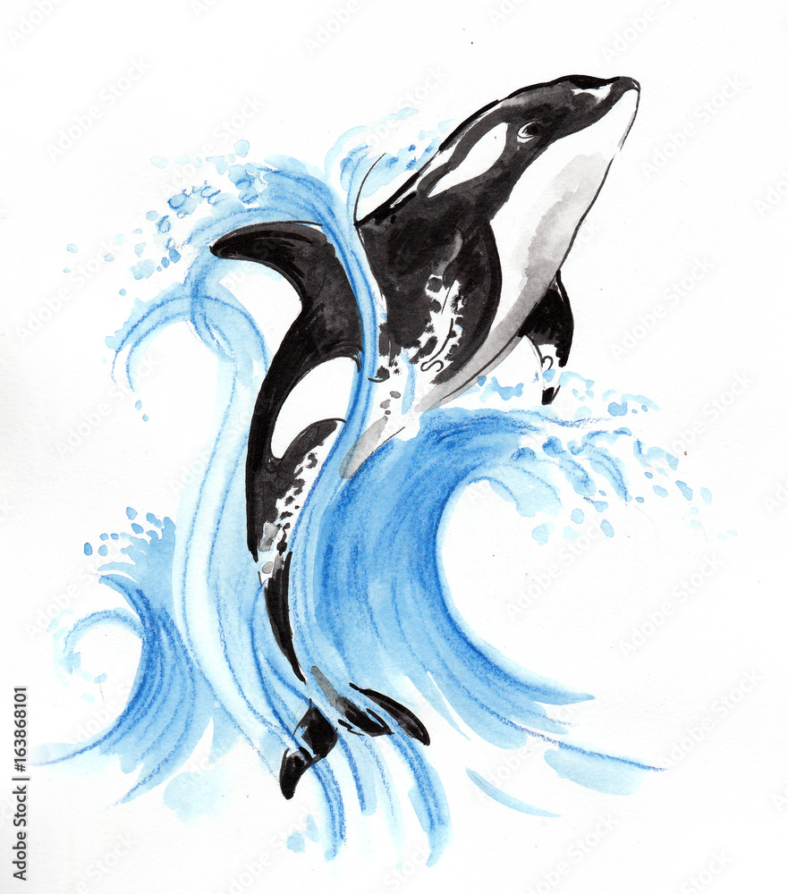 Jumping orca Stock Illustration | Adobe Stock
