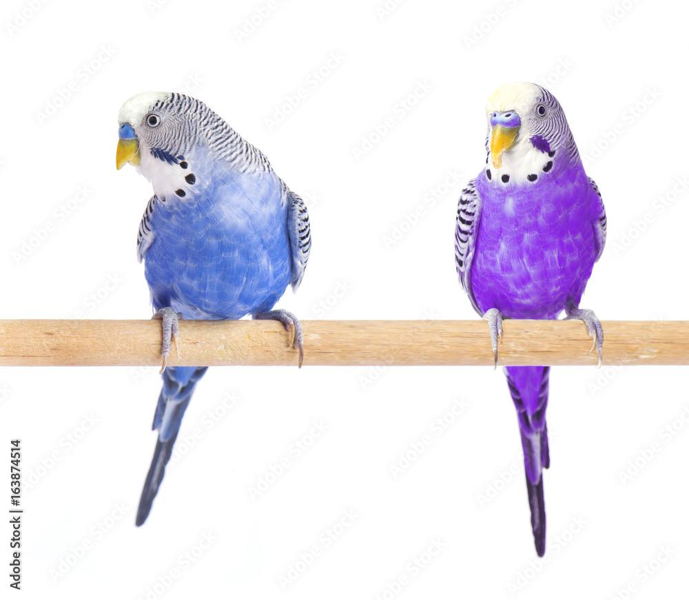 Purple Parakeets