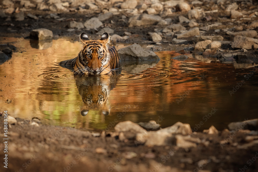 Cute Tiger Pictures In Water