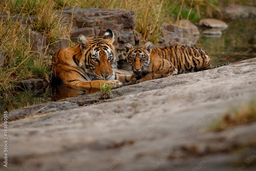 Tiger Family Tree