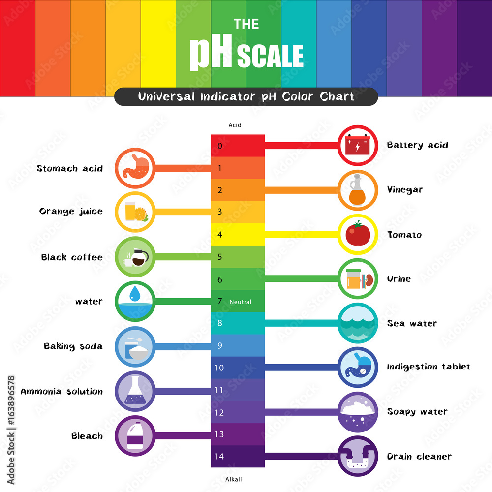 The PH Scale Universal Indicator PH Color Chart Diagram Stock Vector The PH Scale Universal Indicator PH Color Chart Diagram Stock Vector