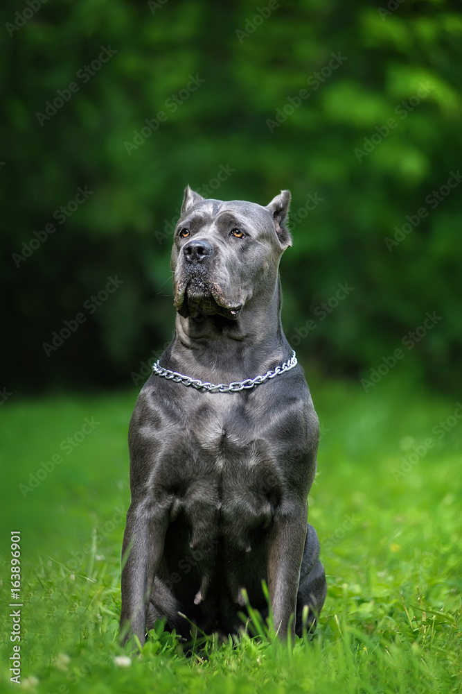 Muscular Cane Corso