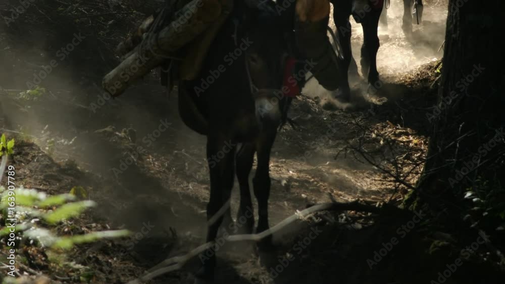 Mules carrying heavy load of wood logs Stock Video | Adobe Stock