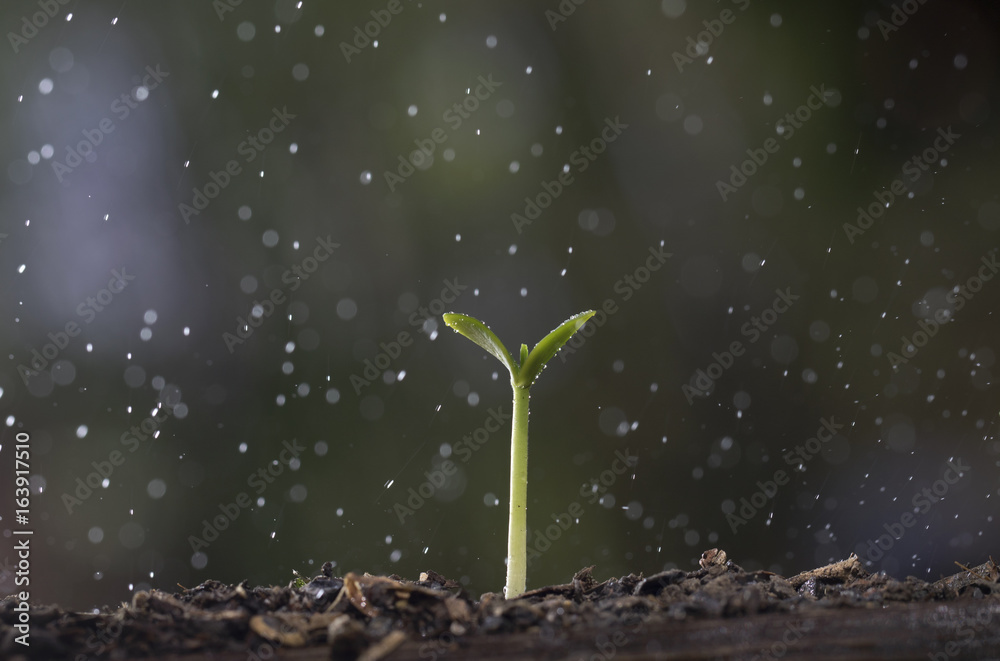 Plant growth from seed tree in nature background. Stock Photo | Adobe Stock