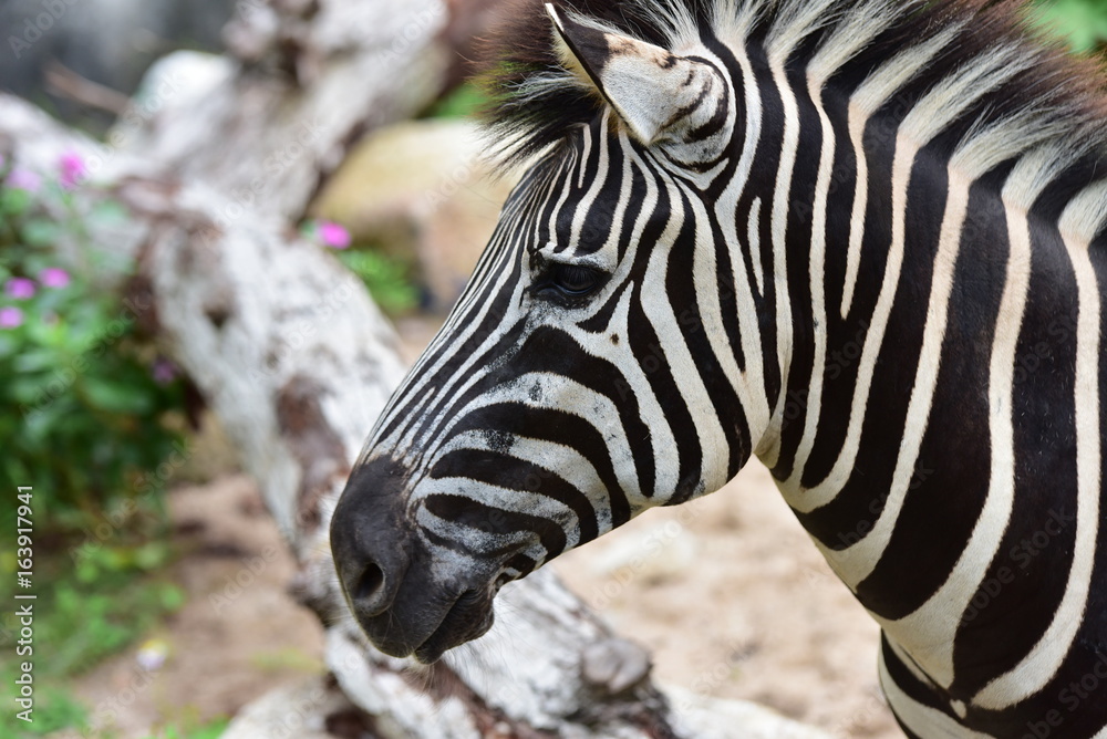 Zebra Animals in the khaokheow open zoo Chon Buri Thailand Stock Photo ...