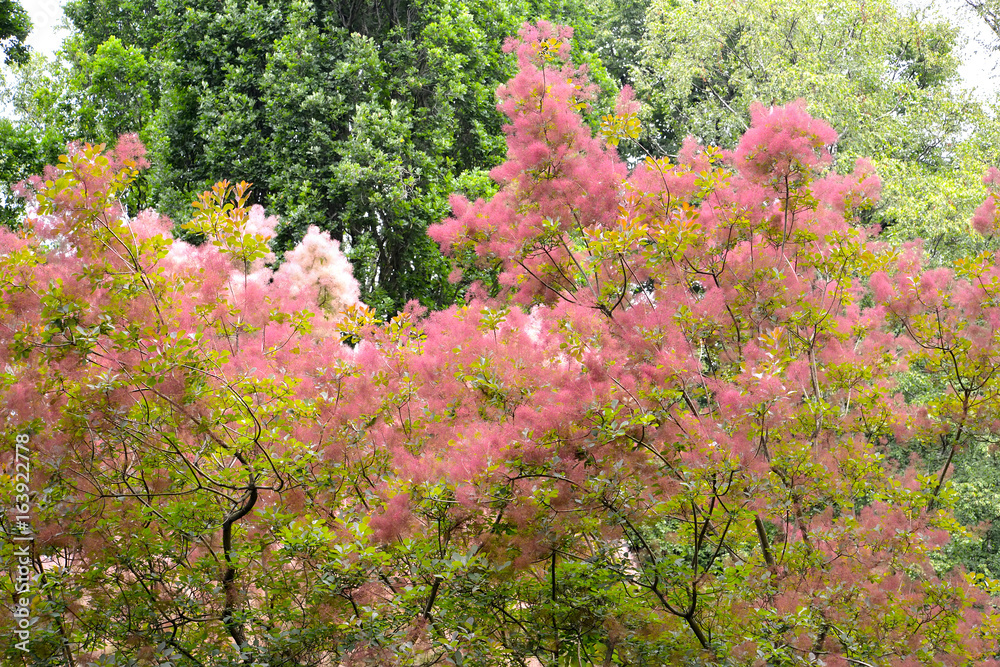 Wig-tree (Cotinus coggygria Scop.) with pink veins foto de Stock ...
