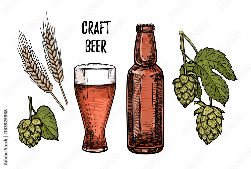Hand drawn vector illustration - Craft beer (malt, hop, beer glass ...