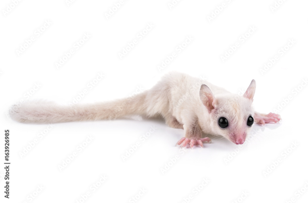 Sugar Glider White