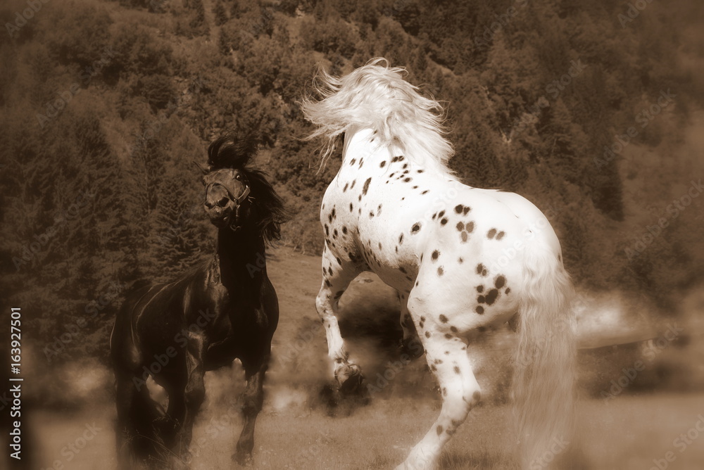 I´am the greatest, spotted horse fighting with a black stallion for the ...