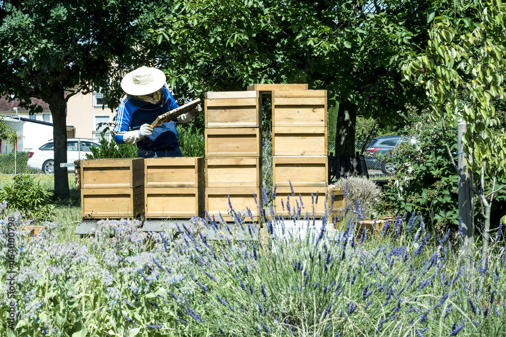 Beekeeper working in hive adds frames, watching bees. Bees on ...
