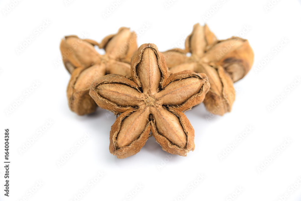 Plukenetia volubilis, sacha peanut, or sacha inchi on white background ...