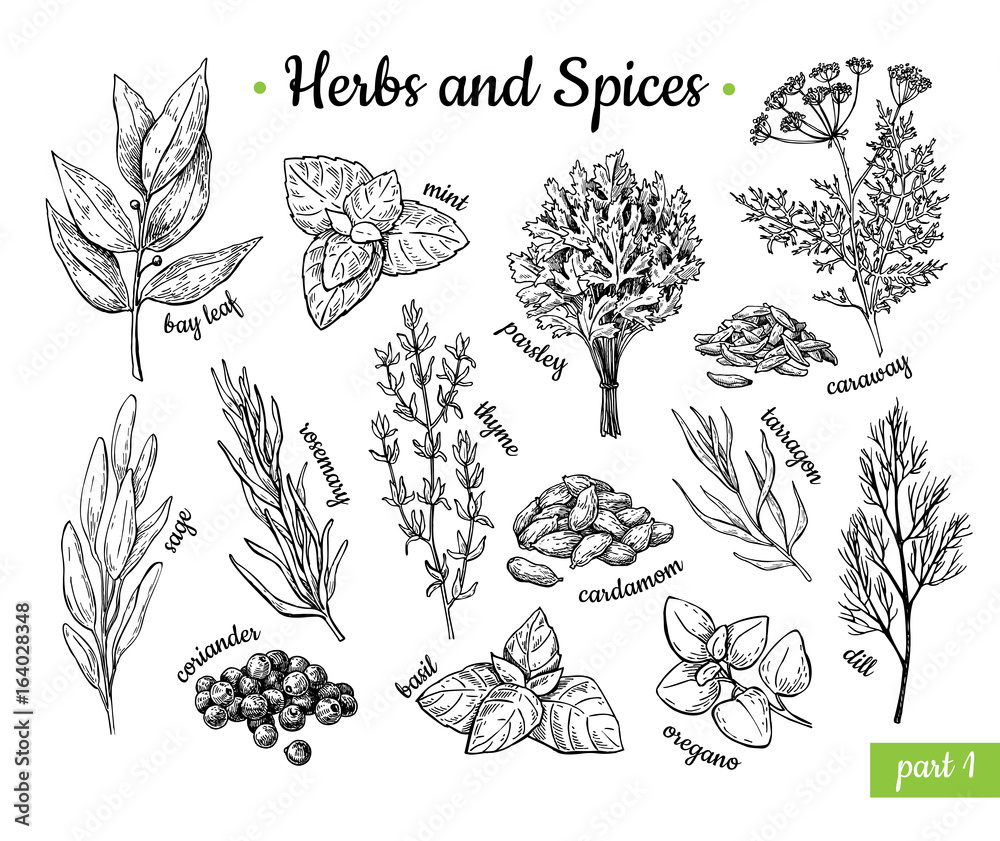 Herbs and Spices. Hand drawn vector illustration set. Engraved style ...