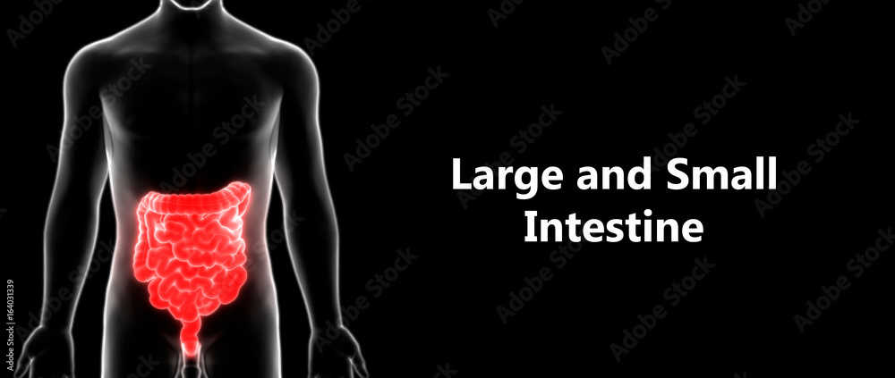 Human Digestive system Anatomy (Large and Small Intestine) Stock ...