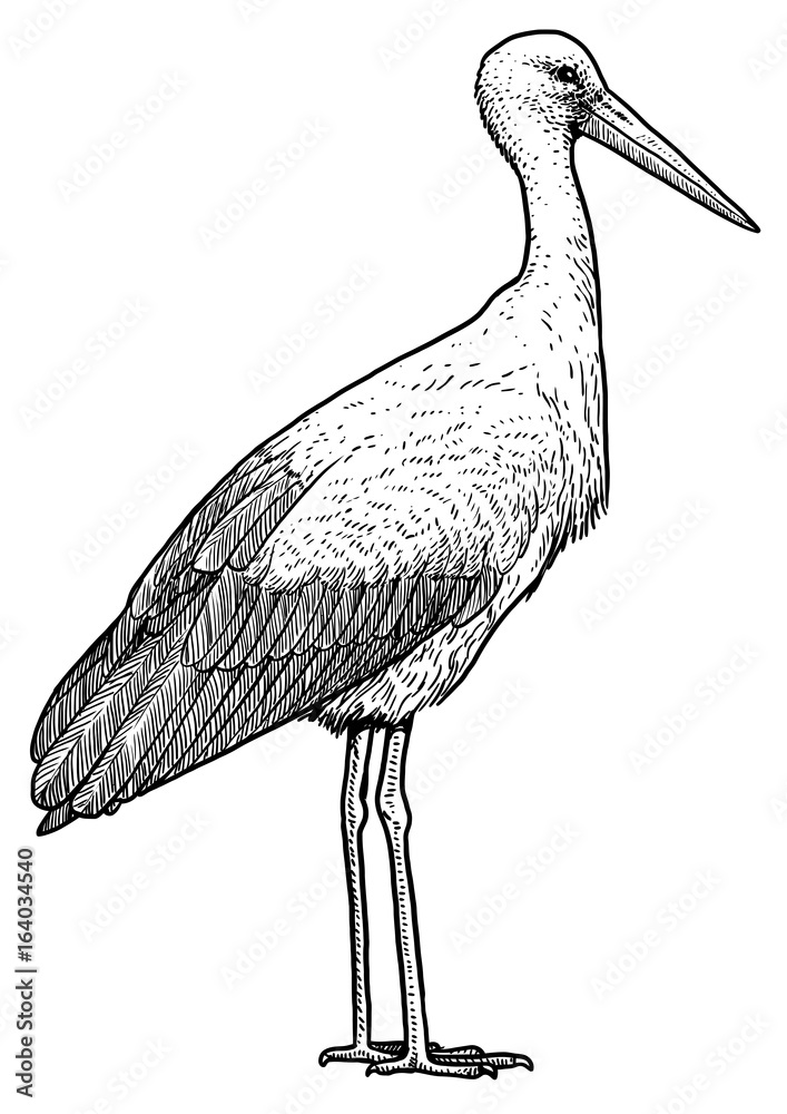 White stork illustration, drawing, engraving, ink, line art, vector ...