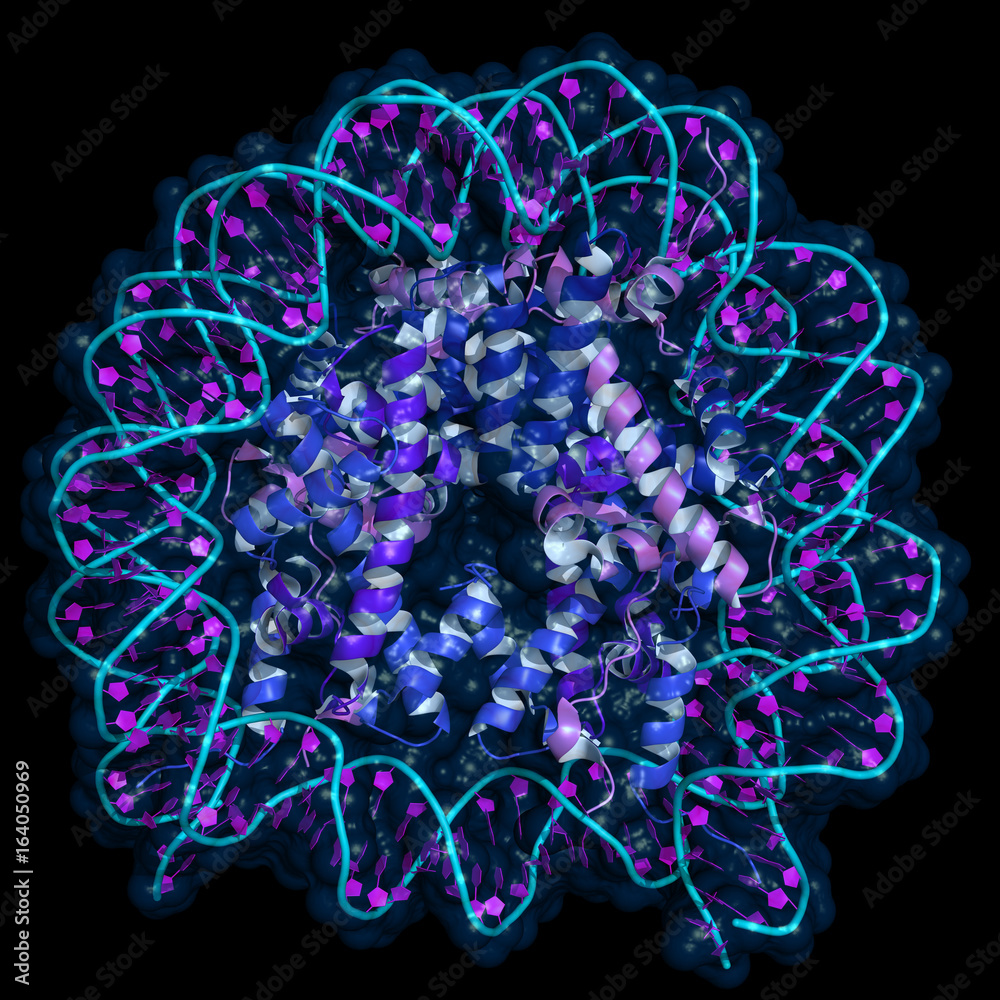 Nucleosome is a basic unit of DNA packaging in eukaryotic cells, with ...