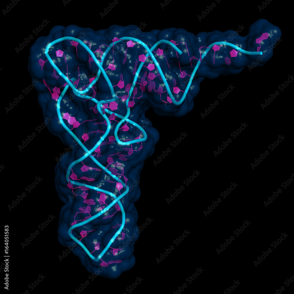 transfer RNA (tRNA), cartoon model with semi-transparent surface Stock ...