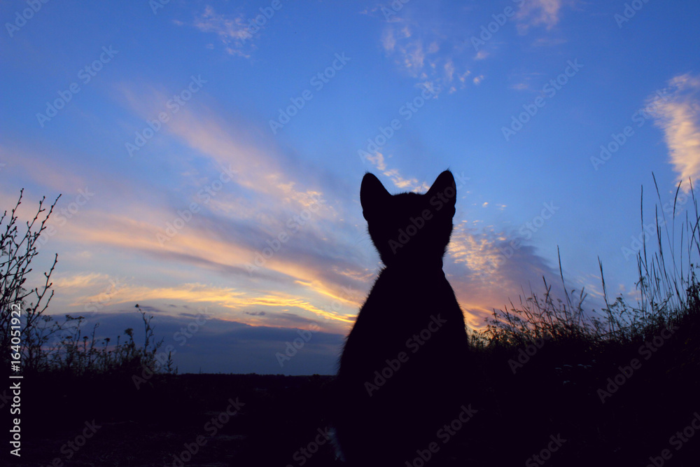 Silhouette of cat at beautiful sunset. Cute cat on the road,sunset ...