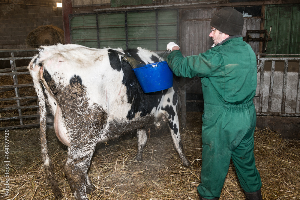 Opération Par Le Vétérinaire De La Caillette D'une Vache, 48% OFF