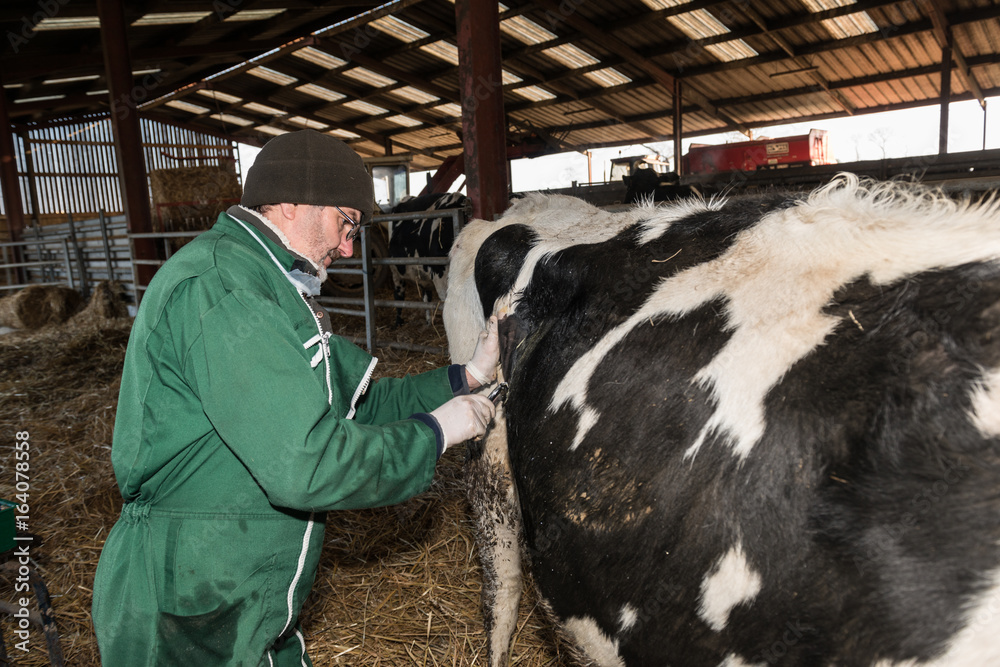 opération par le vétérinaire de la caillette d'une vache laitière dans ...