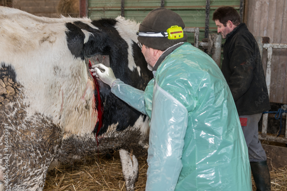 Opération Par Le Vétérinaire De La Caillette D'une Vache, 44% OFF