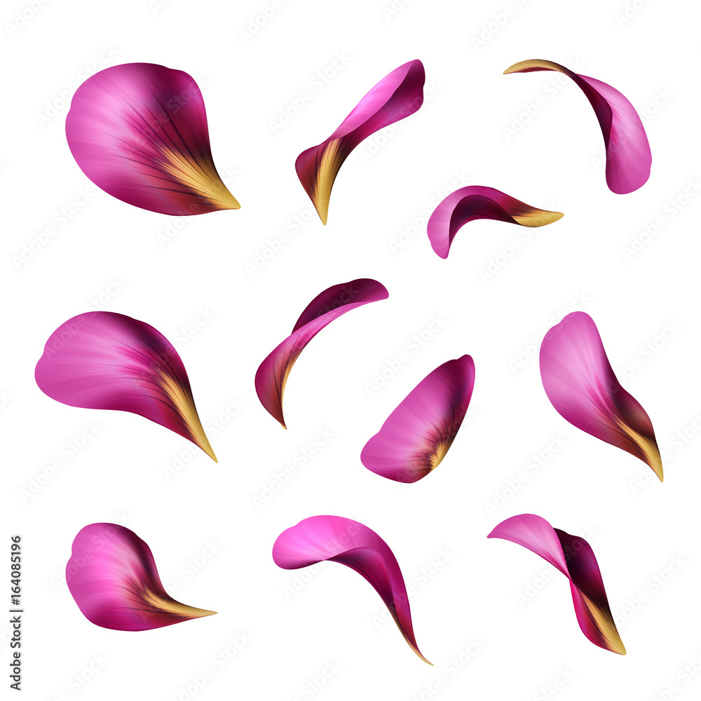 purple flower petals, botanical illustration, floral clip art isolated ...
