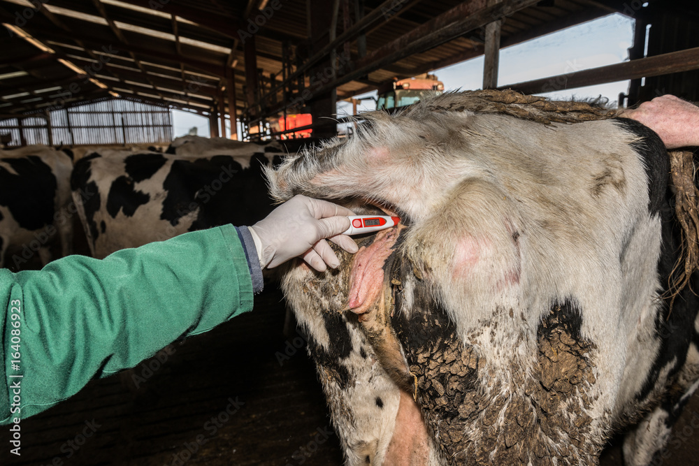 Opération Par Le Vétérinaire De La Caillette D'une Vache, 48% OFF