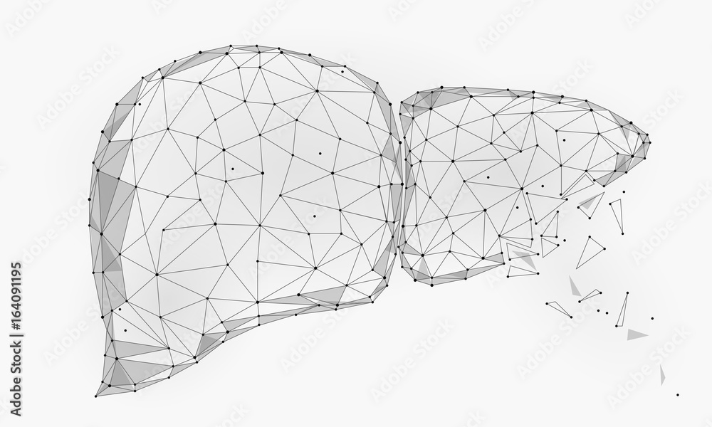 Treatment regeneration decay Human Liver Internal Organ Triangle Low ...