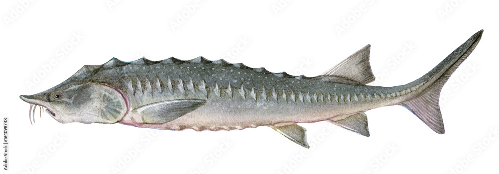 Freshwater fish of the Far East - Kaluga, Isolated on a white ...