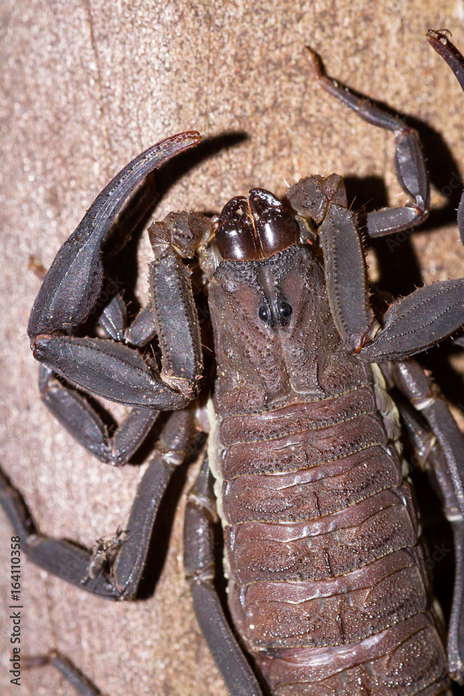 Poisonous Scorpions In Costa Rica