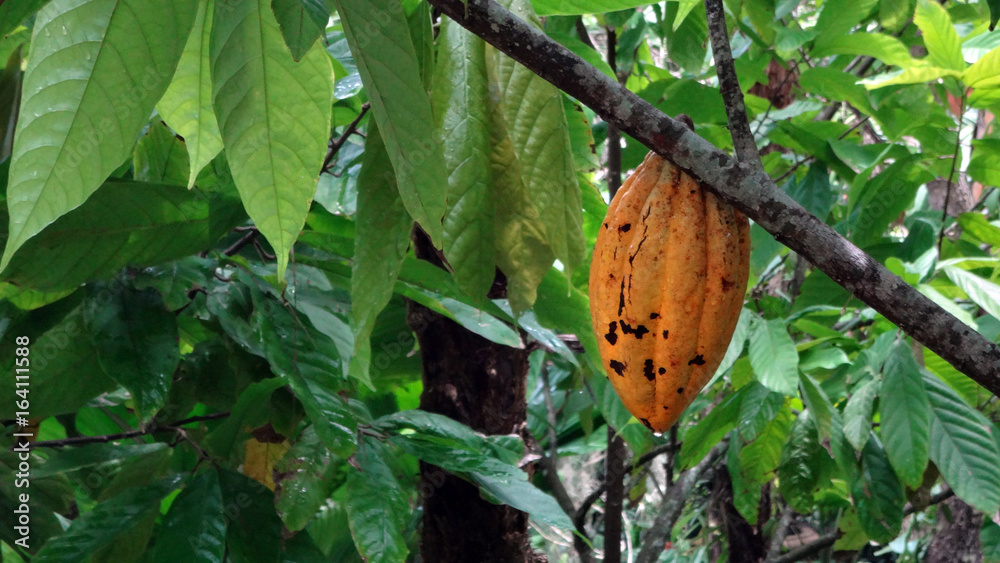 Fruto de cacao Stock Photo | Adobe Stock