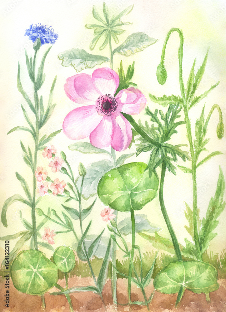 Flower garden with watercolor. Painting with poppies, cornflowers ...